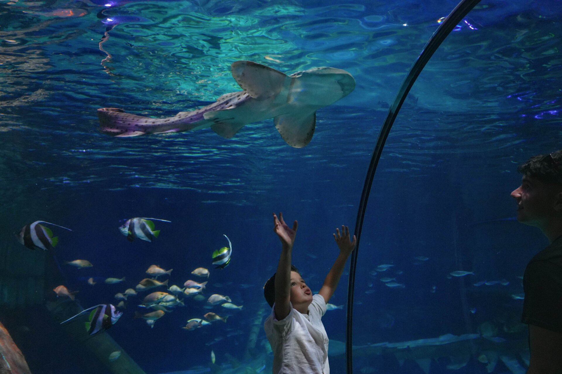 Il video del raro "squalo zebra" a Gardaland Sea Life, si cerca un nome ...