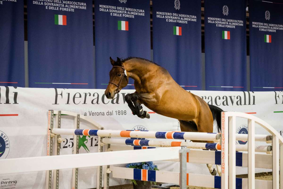 Verona si prepara per Fieracavalli: tutto quello che c'è da sapere su ...